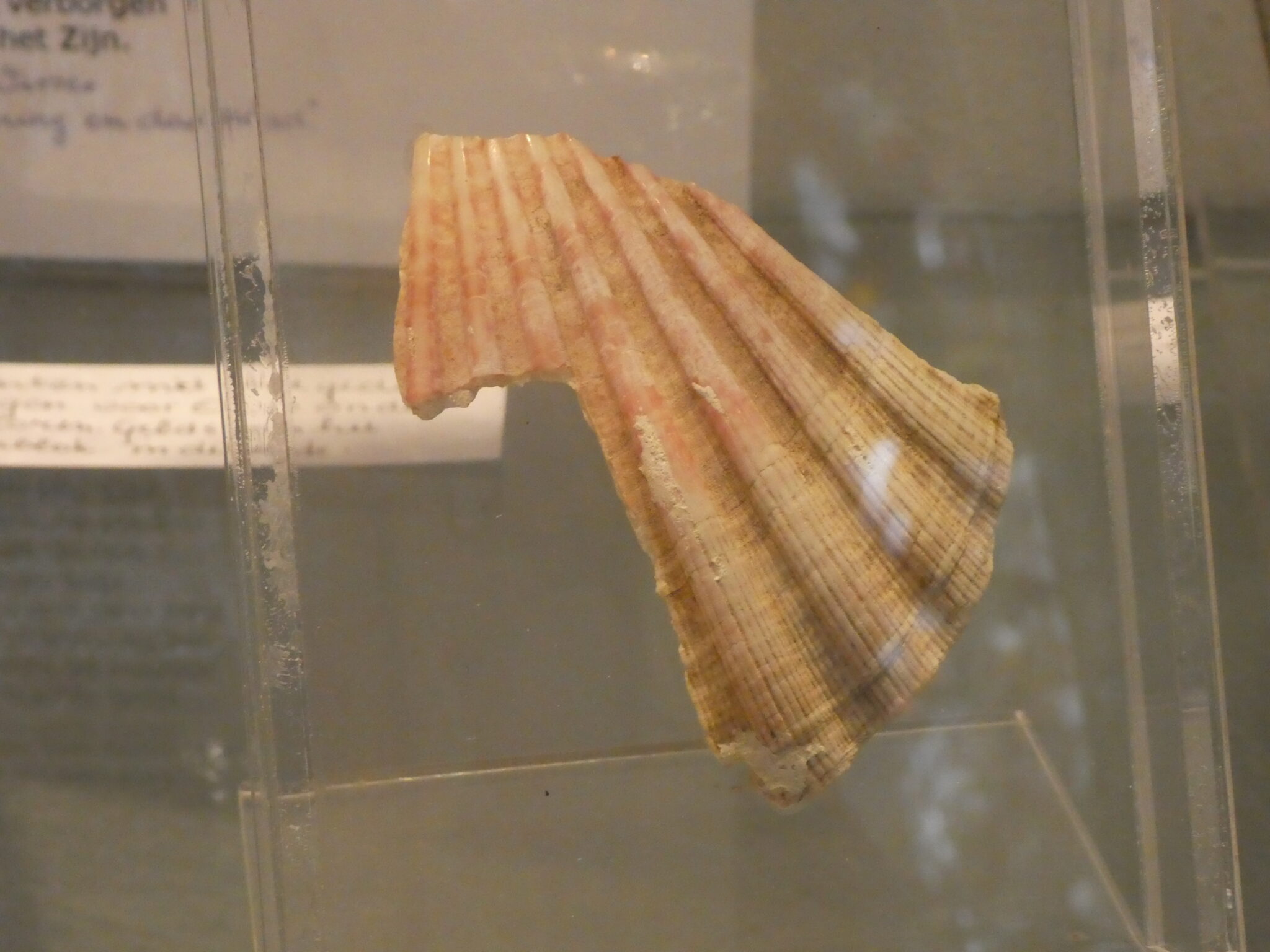 Jacobsschelp - Santiago